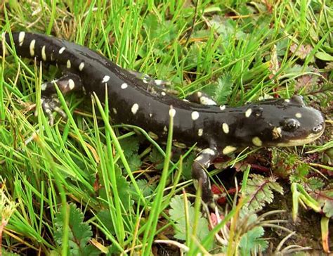 25 Types Of Salamanders Species Facts And Photos