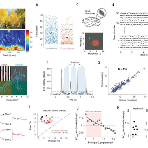 Rapid Adaptation During Free Viewing Improves Coding Accuracy In Neural