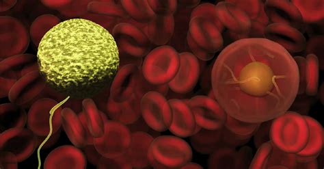 Casa Das Ciências Ciclo De Vida Da Malária O Mosquito Hospedeiro