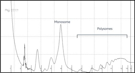翻译组polysome Profiling 新使生物公司官网 让核糖体印迹分析变得更简单