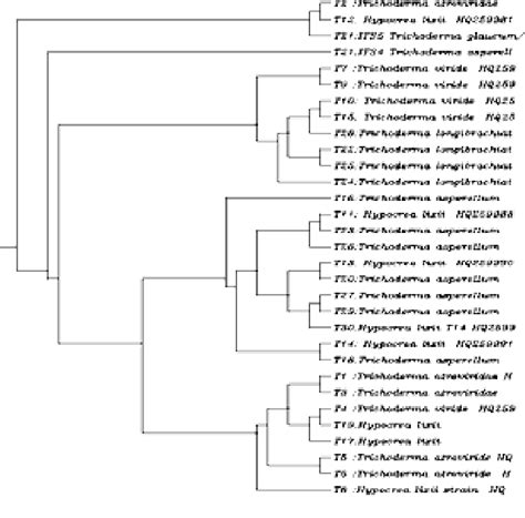 Figure 3 From Trichoderma Harzianum Th Azad 6796 From Isolation To