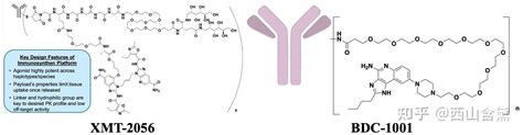 前“撤”可鉴 四 Immune Stimulating Antibody Conjugate Isac 知乎