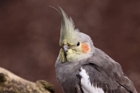 Cockatiel History An Engaging Journey From Wild To Tamed