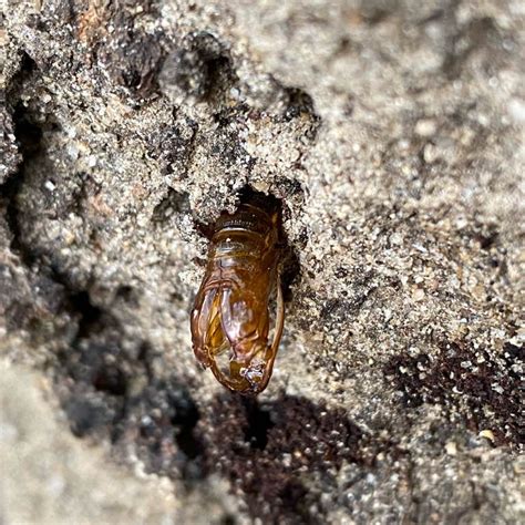 밤나무장수유리나방