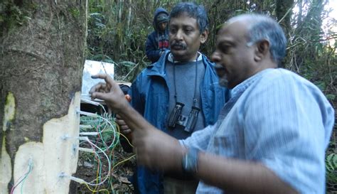 Sap Flow Responses In Pioneer And Late Successional Tree Species In