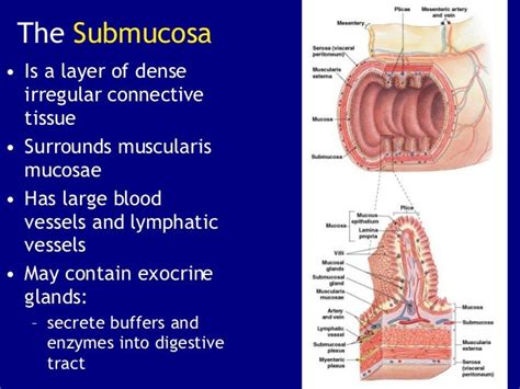 The Digestive System