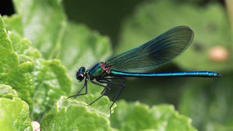 Blue Dragonfly Identification