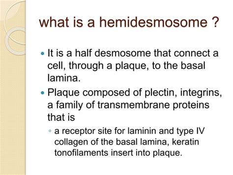 Medical Significance Of Hemidesmosomes Pptx Skin And Dermatology Diseases And Conditions