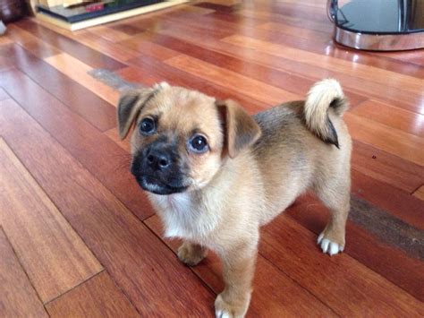 Jack Russell Terrier Pug Jug Jack Russell And Pug Mix Dog Breed Info
