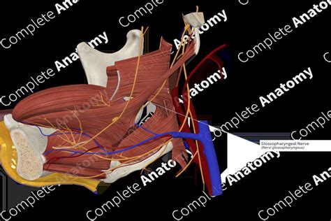 Glossopharyngeal Nerve Complete Anatomy