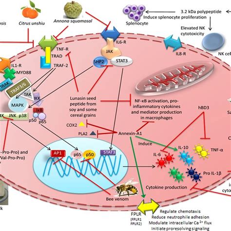 Pdf Anti Inflammatory Peptides Current Knowledge And Promising Prospects