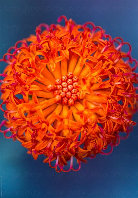 Kleinia Fulgens By Stocksy Contributor Alan Shapiro Stocksy