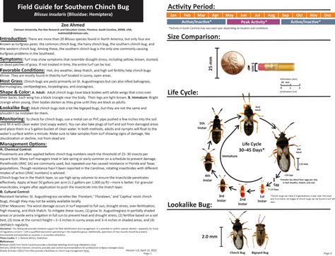 Spotting Trouble Before It Takes Over Southern Chinch Bugs In Turf