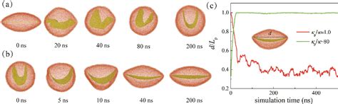 Figure 1 From Packing Of Flexible 2d Materials In Vesicles Semantic Scholar