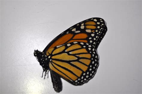 Real Monarch Butterfly Wings
