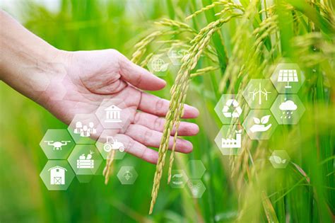 Esg 아이콘 개념 농부의 논 쌀 제품에서 녹색 자연 배경에 지속 가능하고 윤리적 인 사업에서 환경 사회 및 거버넌스를위한 손 개념에 대한 스톡 사진 및 기타 이미지