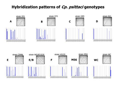 Hybridization Patterns Presented As Microarray Images And Barplot