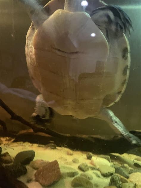 Can You Sex My Turtle Rturtle