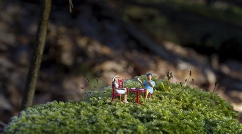 배경 화면 숲 자연 잔디 이끼 녹색 밀림 미니 나무 가을 잎 꽃 플로라 흙 서식지 매크로 사진 프리이저 Scaleh0 3100x1721