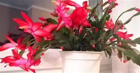 დეკემბერა უხვად ყვავილობის ნაცვლად ჭკნება სასწრაფოდ სასუქს ვაკეთებ