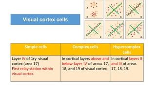 Lecture 6 2022 Special Senses Vision 6 Physiology Of Vision Visual Cortex Different Cells