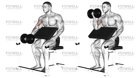 One Arm Dumbbell Preacher Curl Exercise Guide Video Techniques Benefits How To Muscles