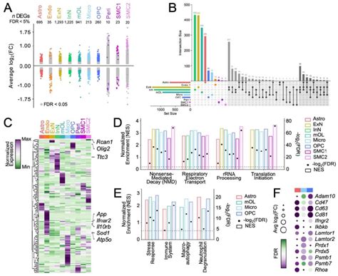 Transcriptionally Distinct Cell Subpopulations In Ts65dn Cortex