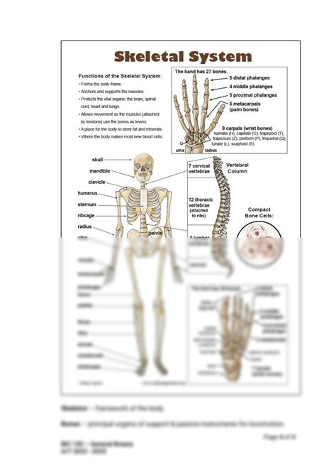 Solution Module 4 The Skeletal System Studypool