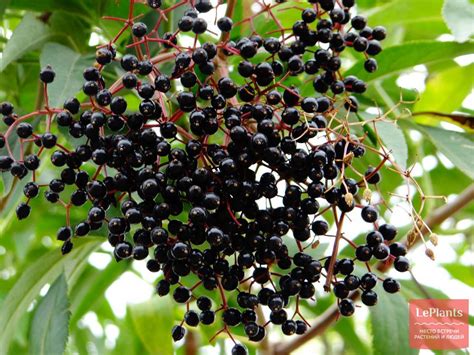 ⚕ Бузина черная (Sambucus nigra) — полезные и лечебные свойства ...