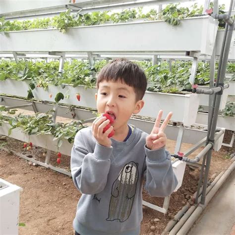 Greenhouse Vertical Strawberry Gutter With Metal Frame Hydroponics