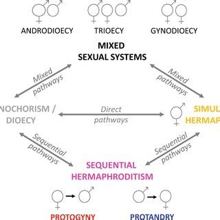 Theoretical Framework For The Evolution Of Sexual Systems Illustration Download Scientific