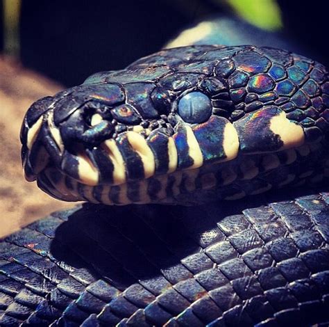 Boelens Python On Black Leather Chair