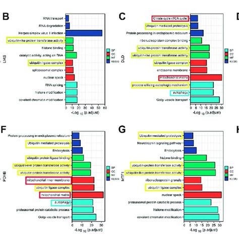 Results Of Go And Kegg Enrichment Analysis Of Cuproptosis Co Expression