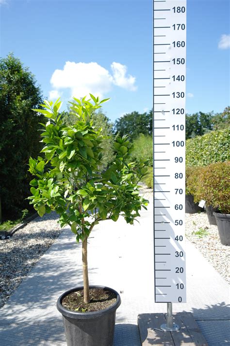 Citrus Sinensis Goedkopeolijfbomennl
