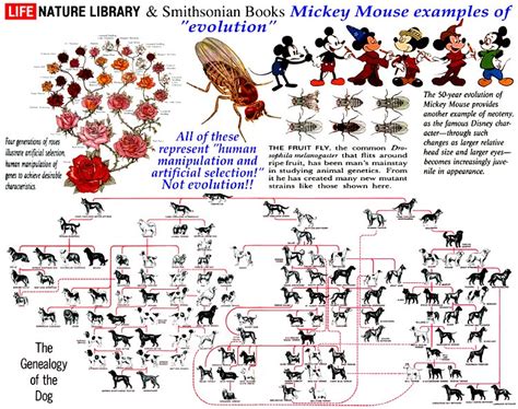 Biology Blog 3 Explain What Microevolution Is What Are The Three Ways That Variation Occurs