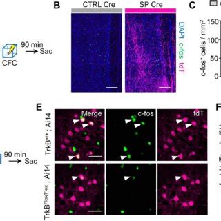 Labeling Activity Dependent MPFC Cells Using The RAM System A Download Scientific Diagram