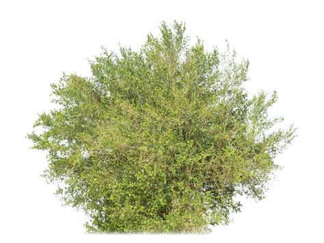 Shrubs Isolated On White Background With Clipping Path And Alpha