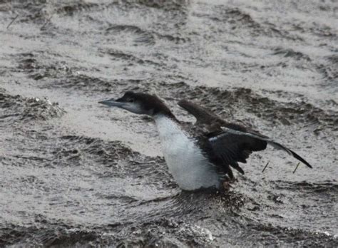 Birds And Birding In Assynt Assynt Field Club