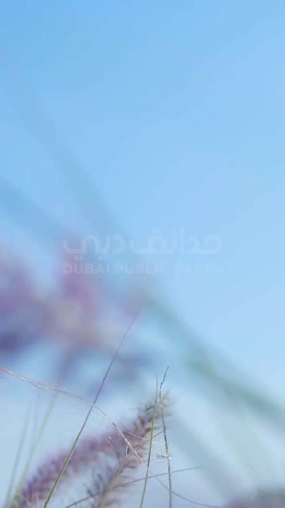 Mariam Ibrahim Posted On Linkedin