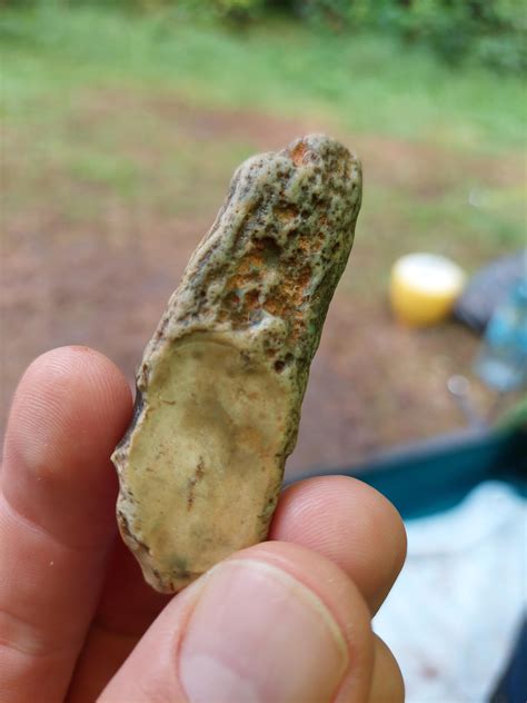 Fossil Or Just A Rock R Fossilid