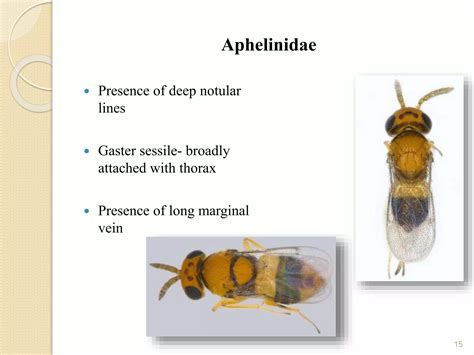 Identification Of Parasitoids Ppt Entomology Pptx Biological