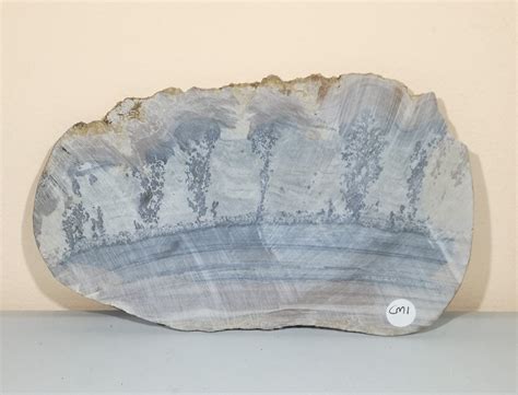 Cotham Marble Stromatolite Fossilised Algae Finest Fossils
