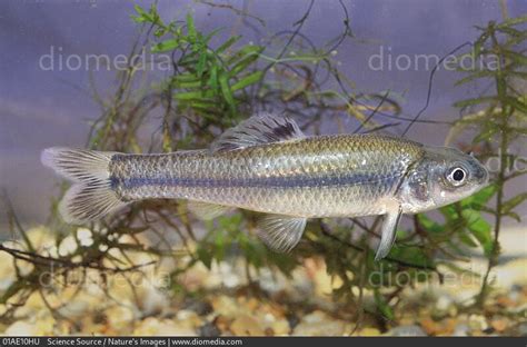 Stock Image 11014983 01ae10hu Science Source Search Stock