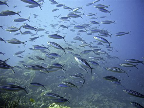 무료 이미지 대양 다이빙 푸른 함께 생태계 수중 세계 Meeresbewohner 물고기 무리 얕은 해양 생물학 산호초 물고기 깊은 바다 물고기