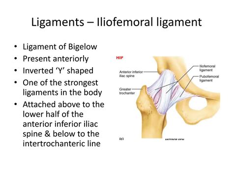 Hip Joint Examinationpptx Medical Collage Pptx