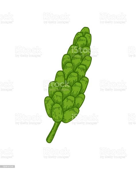 흰색 배경에 격리 된 손으로 그린 스파이크 스케치 스타일의 벡터 그림 0명에 대한 스톡 벡터 아트 및 기타 이미지 0명 고풍스런 꽃 식물 Istock