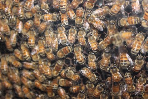 蜂蜜的窩 蜂蜜杏仁茶 材料杏仁粉20g 蜂蜜5g 作法杏仁粉盛入杯中先以少量熱水沖泡將杏仁粉充分拌勻融 化在倒入200cc冷