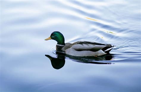 200 Duck Backgrounds