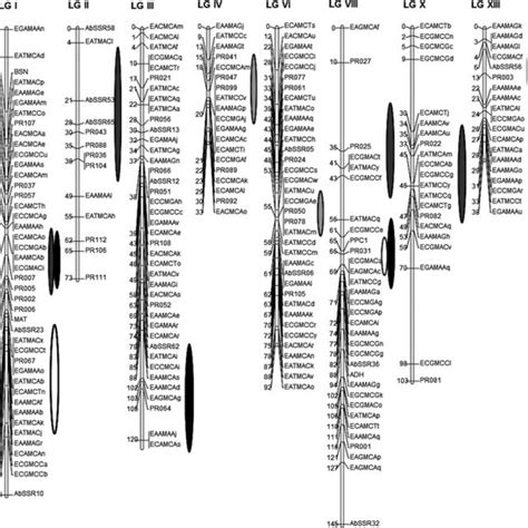 4 Comparative Mapping Of Quantitative Trait Loci Involved In