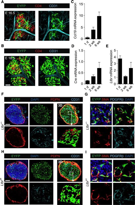 Maturation Of Lymph Node Fibroblastic Reticular Cells From Myofibroblastic Precursors Is